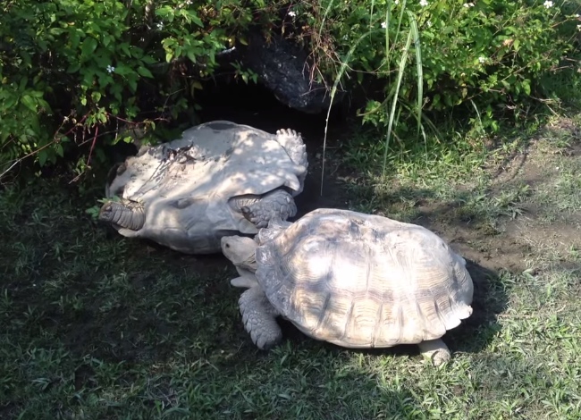Giant Turtle Rescues Friend That's Stuck On Its Back