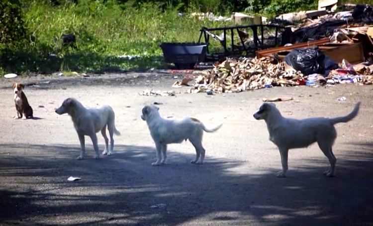 Saving The Dogs of Puerto Rico's Dead Dog Beach