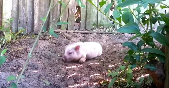 What Happens When A Baby Pig Gets Really Excited? THIS Is Too Adorable!