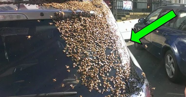 Man Looks After Bees Brought To Town On A Car