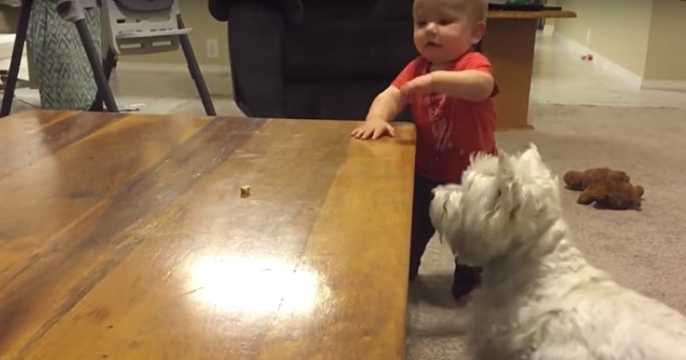 Dog vs. Baby: Who Will Win?