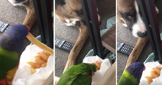 Cute Parrot and Dog Team Up to Eat All the French Fries