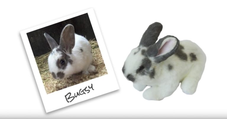 Cuddle Clones: Make a Custom Stuffed Animal of Your Beloved Pet