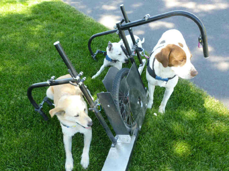 Dog Powered Scooter: Take Your Furry Friend for a Walk in Style!