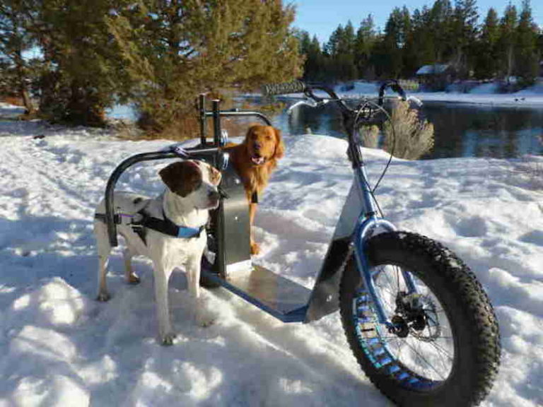 Dog Powered Scooter: Take Your Furry Friend for a Walk in Style!