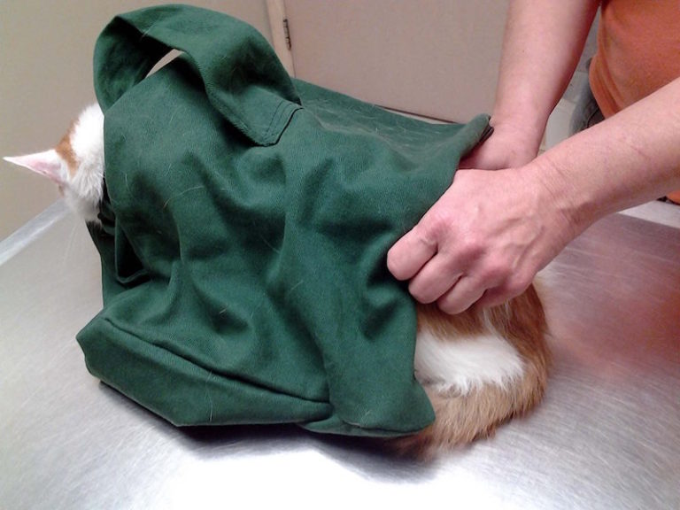 Cat-in-the-Bag Carrier: Transport Your Cat Around Comfortably