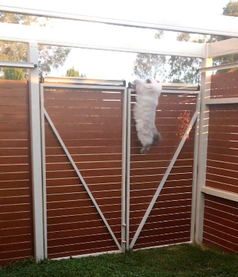 Oscillot Cat Containment System: Keep Your Cats from Escaping Your Yard