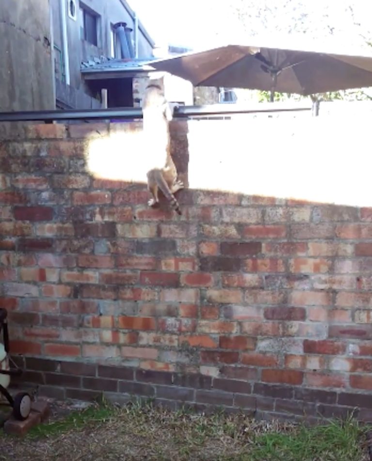 Oscillot Cat Containment System: Keep Your Cats from Escaping Your Yard