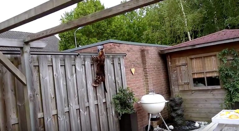 Oscillot Cat Containment System: Keep Your Cats from Escaping Your Yard