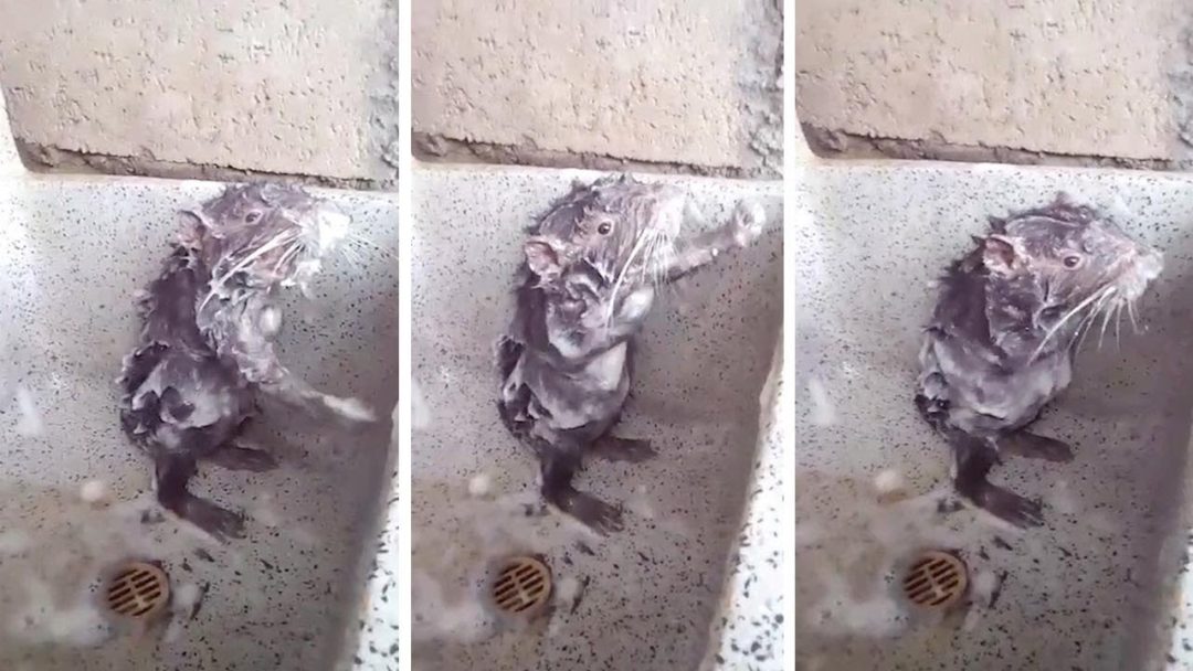 Strange Rat Washes Itself Like a Human in the Sink—Watch the Bizarre ...