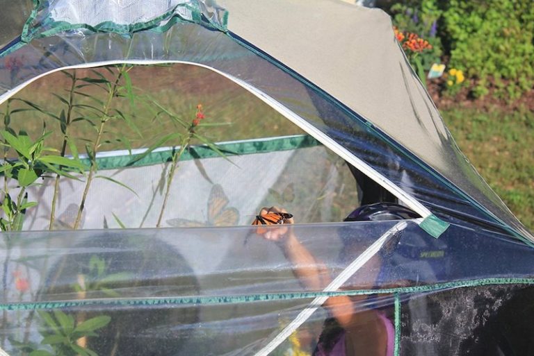 Monarch Migration Station: Learn All About Butterflies in a Fun Way