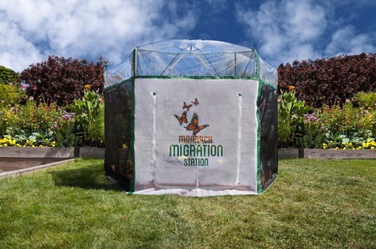 Monarch Migration Station: Learn All About Butterflies in a Fun Way