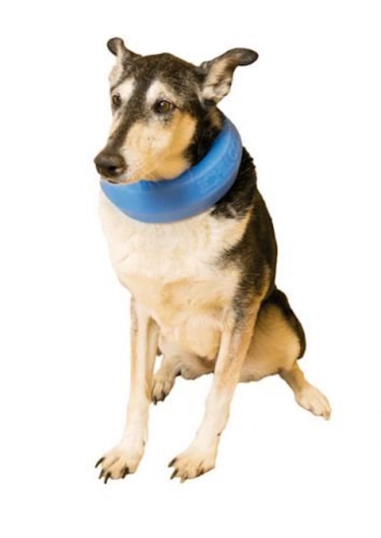 All Four Paws Chill Pet Collar: Keep Your Dog Cool on Hot Days
