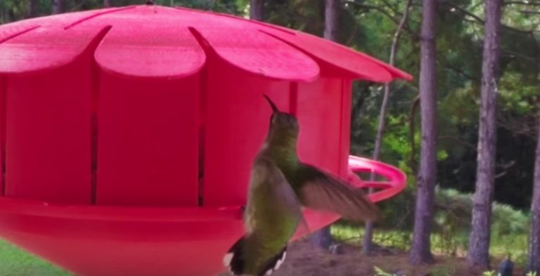 Humm-Bug Hummingbird Feeder: The Ingenious Way to Attract Hummingbirds