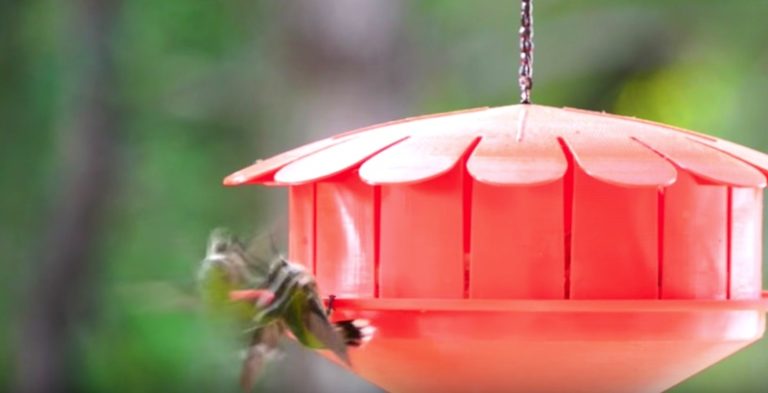 Humm-Bug Hummingbird Feeder: The Ingenious Way to Attract Hummingbirds