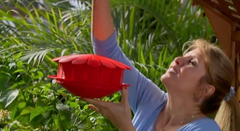 Humm-Bug Hummingbird Feeder: The Ingenious Way to Attract Hummingbirds
